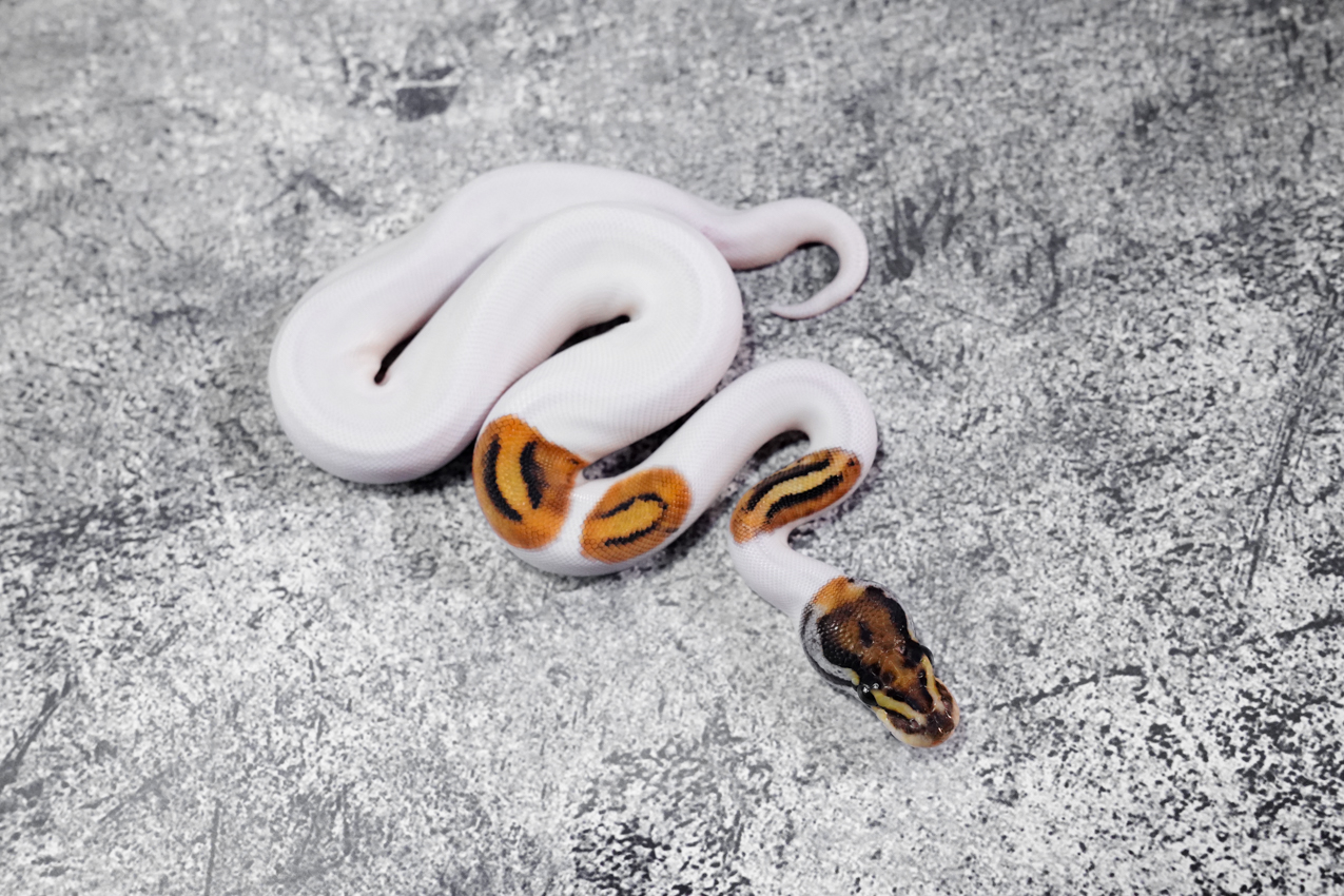 Special Enchi Pied – REALITY BALL PYTHON