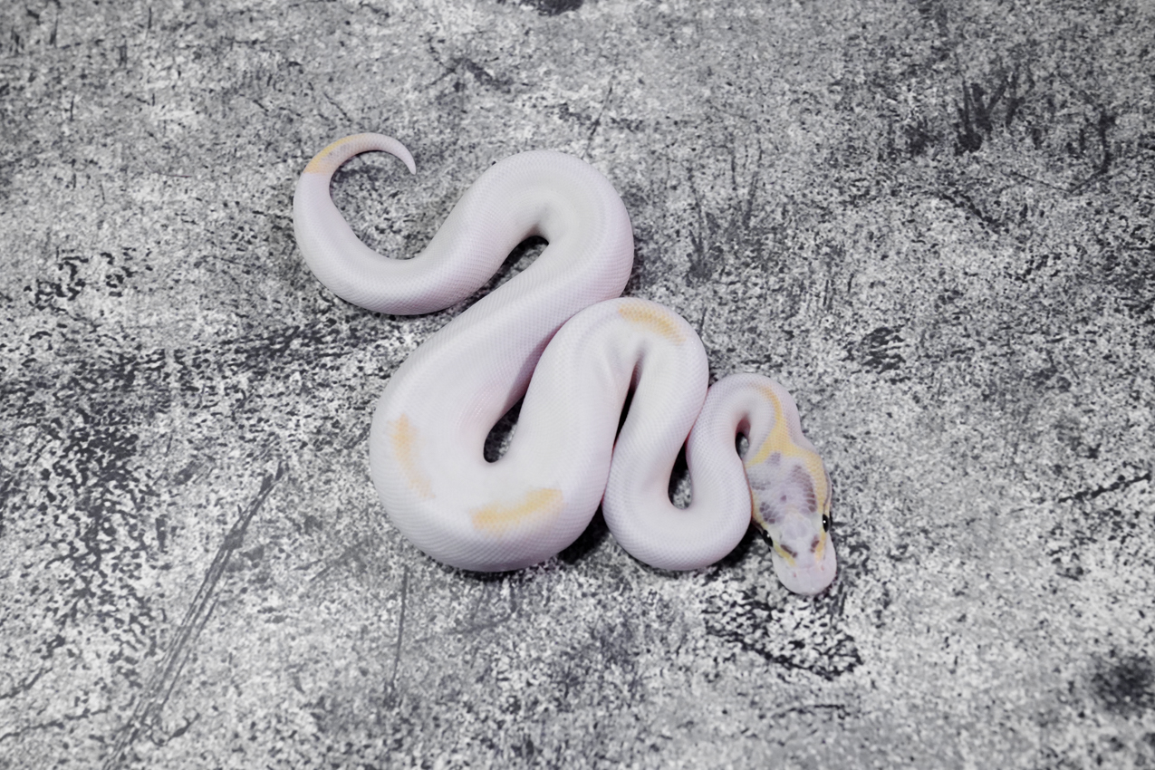 Fire OD / Enchi Ivory Pied Poss Leopard – REALITY BALL PYTHON