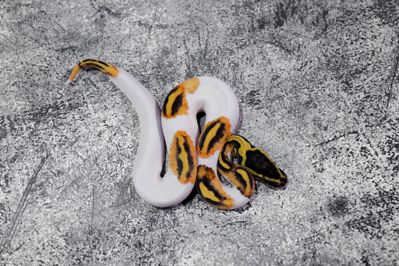 Enchi YB Pastel Leopard Pied Poss OD (HI) – REALITY BALL PYTHON