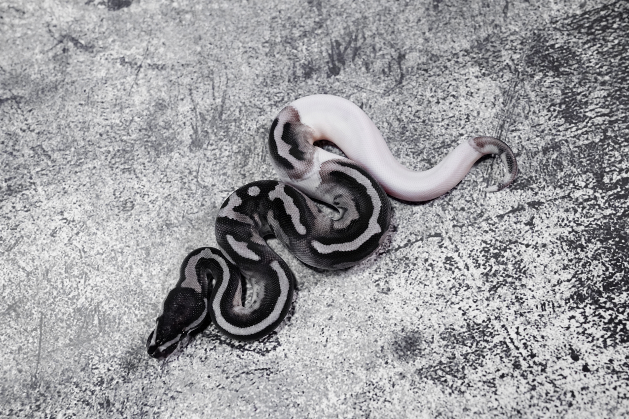 VPI Axanthic Pied – REALITY BALL PYTHON