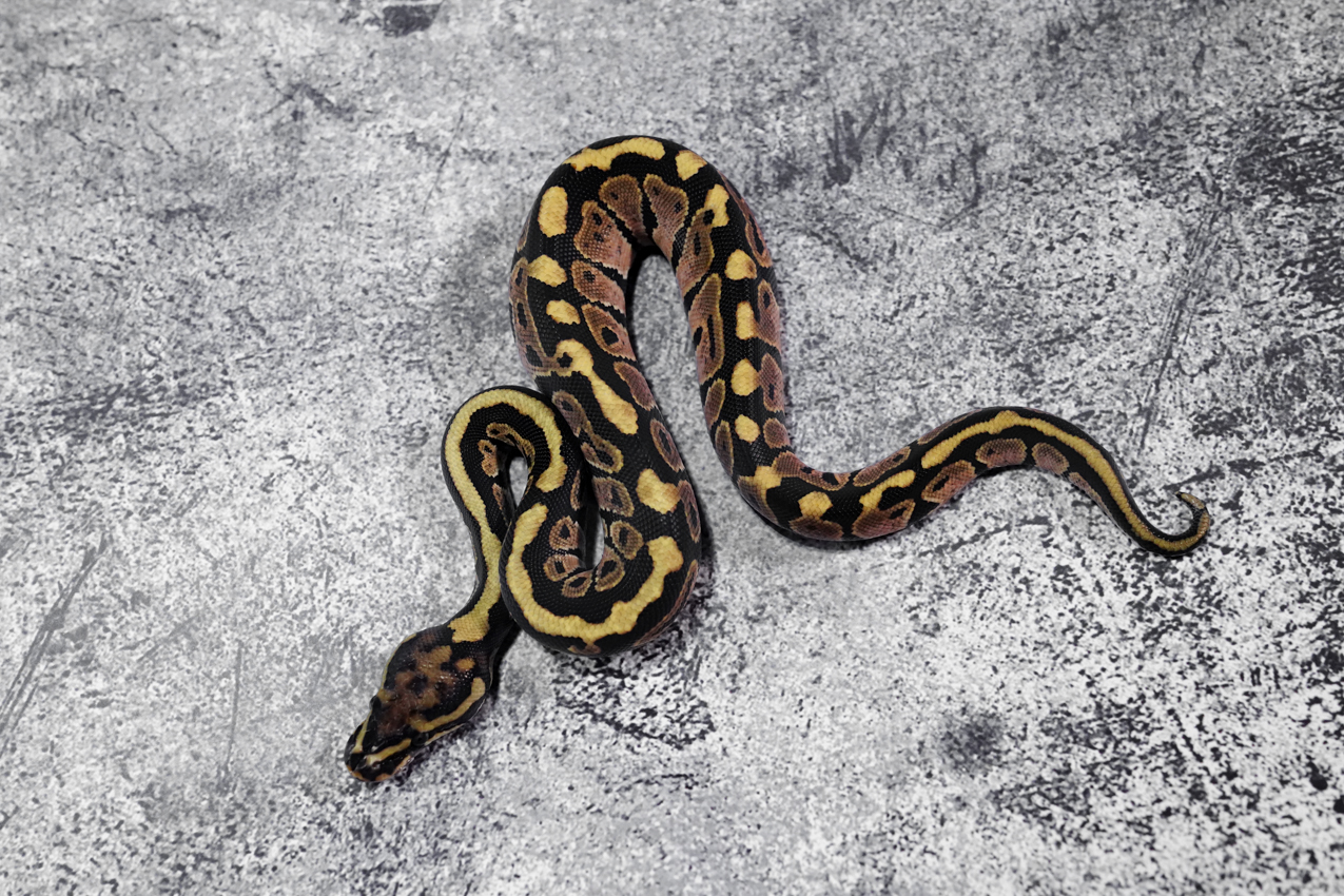 Spotnose 66% TPH Desert Ghost Hypo Clown – REALITY BALL PYTHON