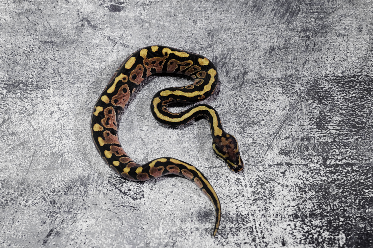 Spotnose 66% TPH Desert Ghost Hypo Clown – REALITY BALL PYTHON