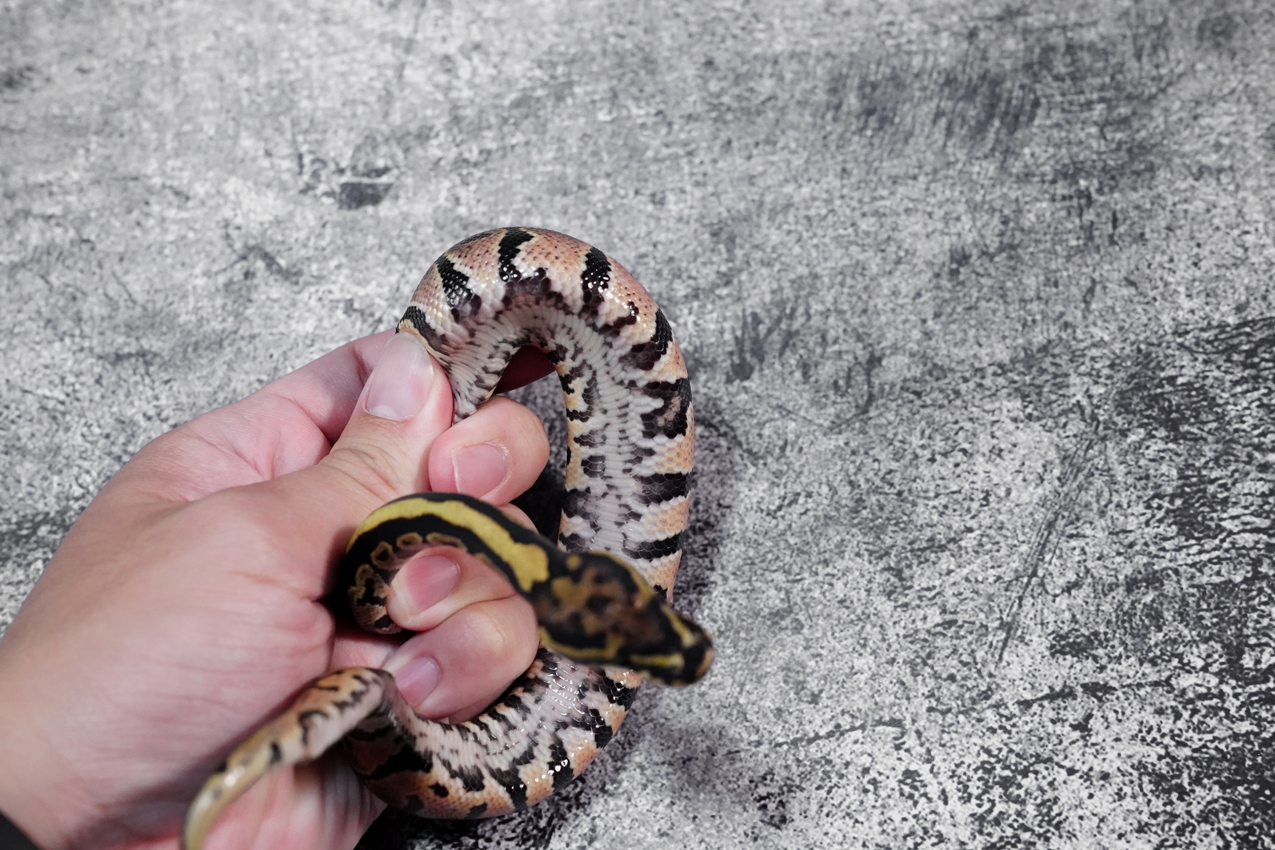 Spotnose 66% TPH Desert Ghost Hypo Clown – REALITY BALL PYTHON