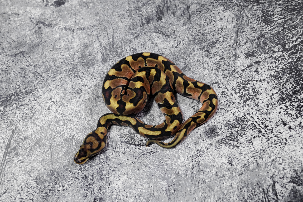 Spotnose Enchi 66% TPH Desert Ghost Hypo Clown – REALITY BALL PYTHON