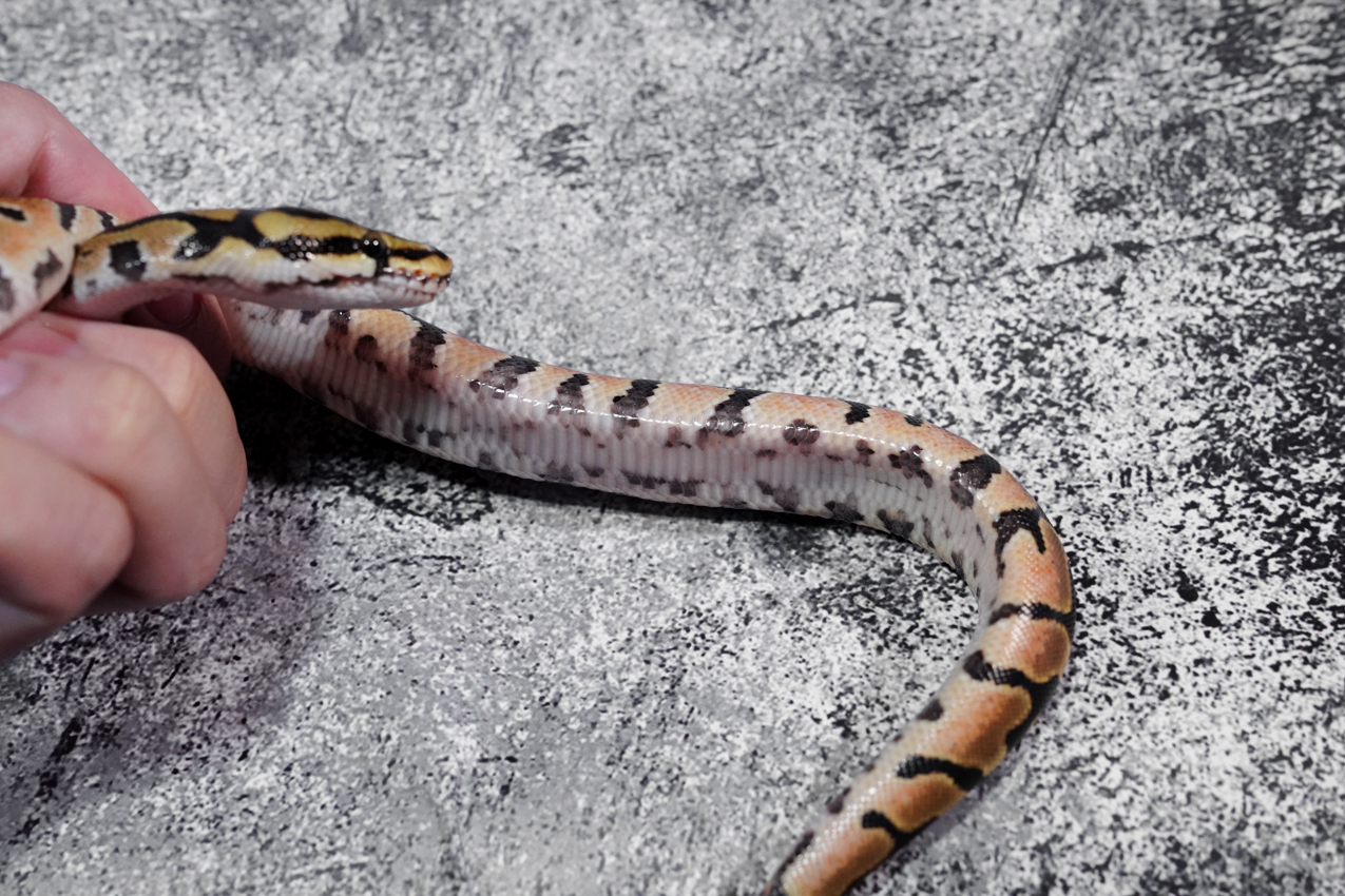 Spotnose Enchi 66% TPH Desert Ghost Hypo Clown – REALITY BALL PYTHON