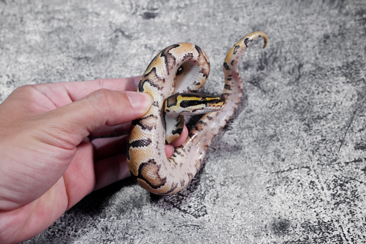Chocolate Enchi 66% TPH Desert Ghost Hypo Clown – REALITY BALL PYTHON