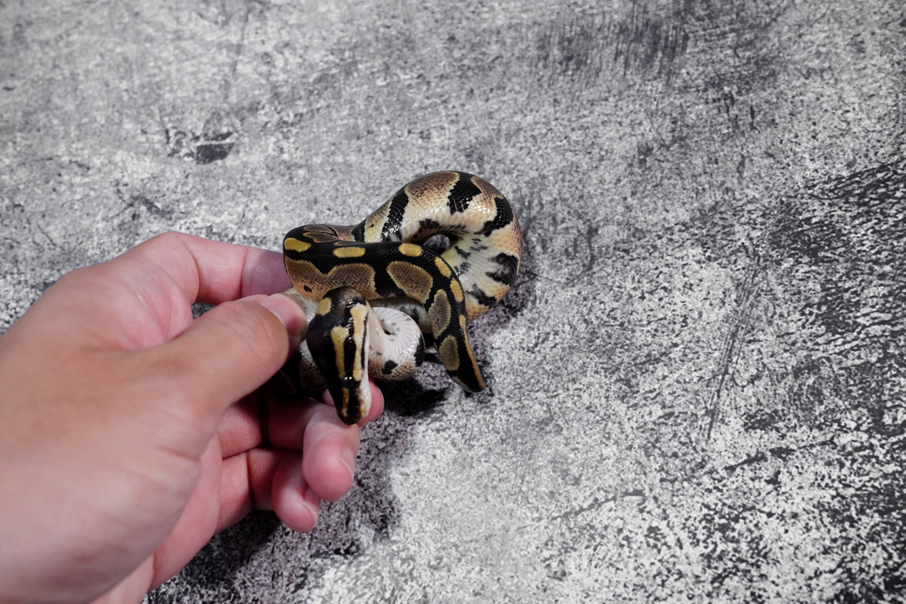 Normal 100% Het VPI Axanthic – REALITY BALL PYTHON