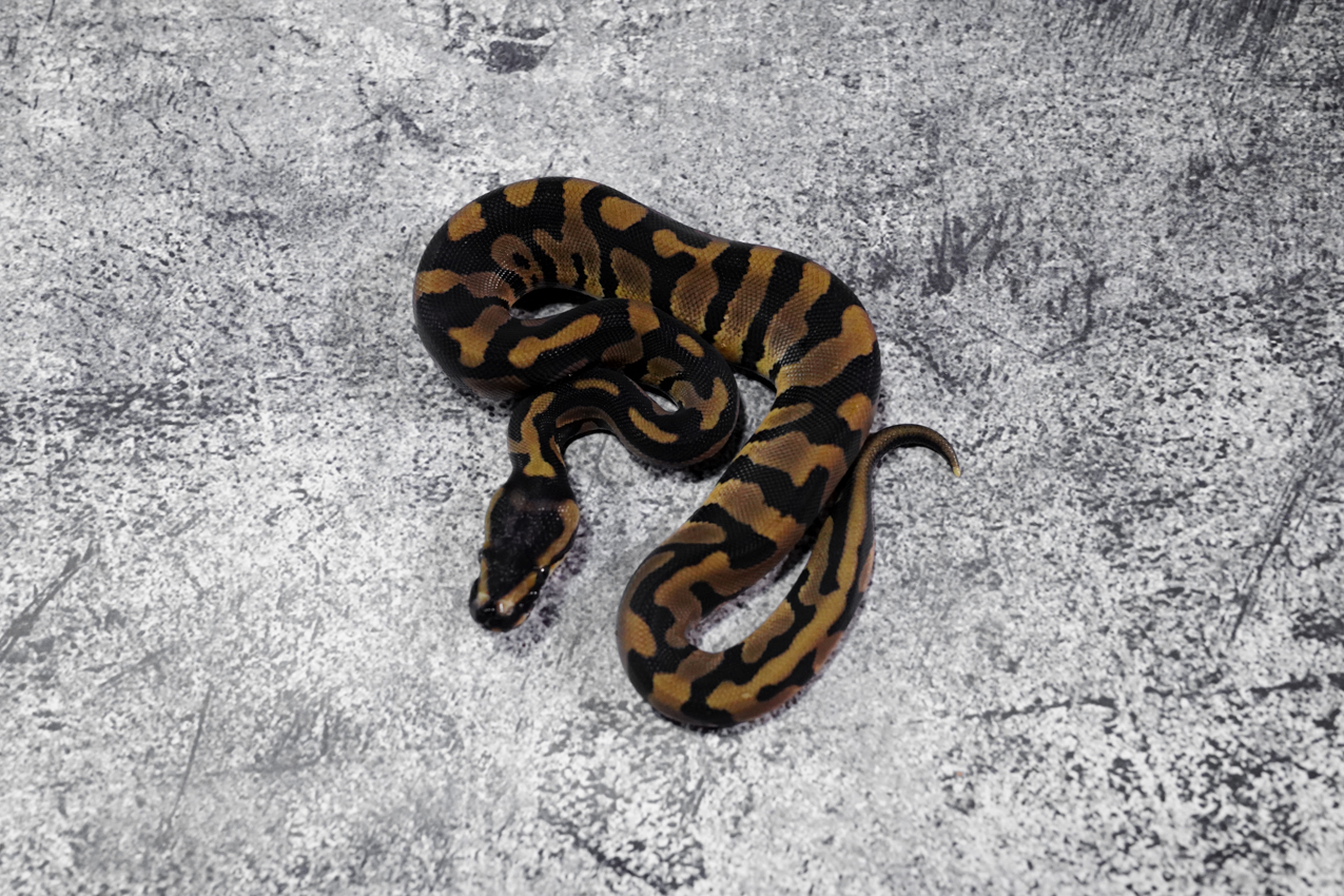 Confusion Enchi 100% Het VPI Axanthic Poss YB – REALITY BALL PYTHON