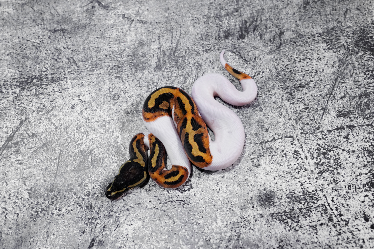 Pied – REALITY BALL PYTHON