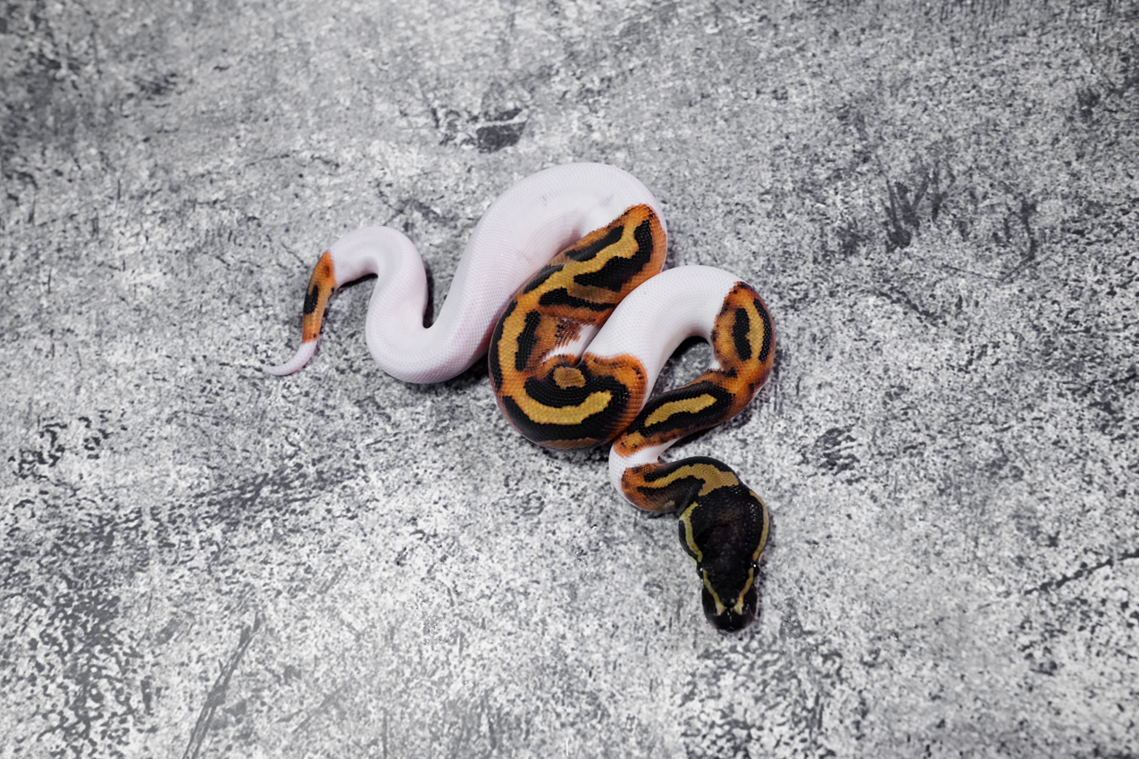 Pied – REALITY BALL PYTHON