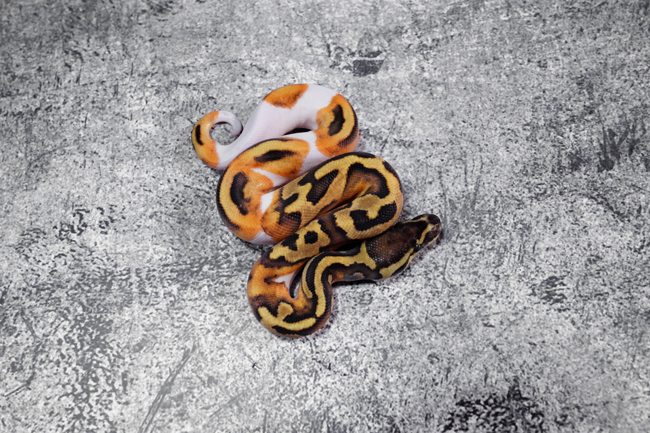 Enchi YB Pied Poss OD (HI) – REALITY BALL PYTHON