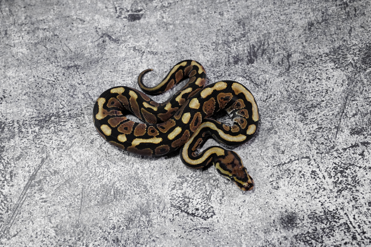 Spotnose 100% DH Hypo Clown – REALITY BALL PYTHON