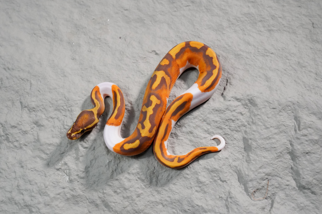 Ultramel Pied – REALITY BALL PYTHON
