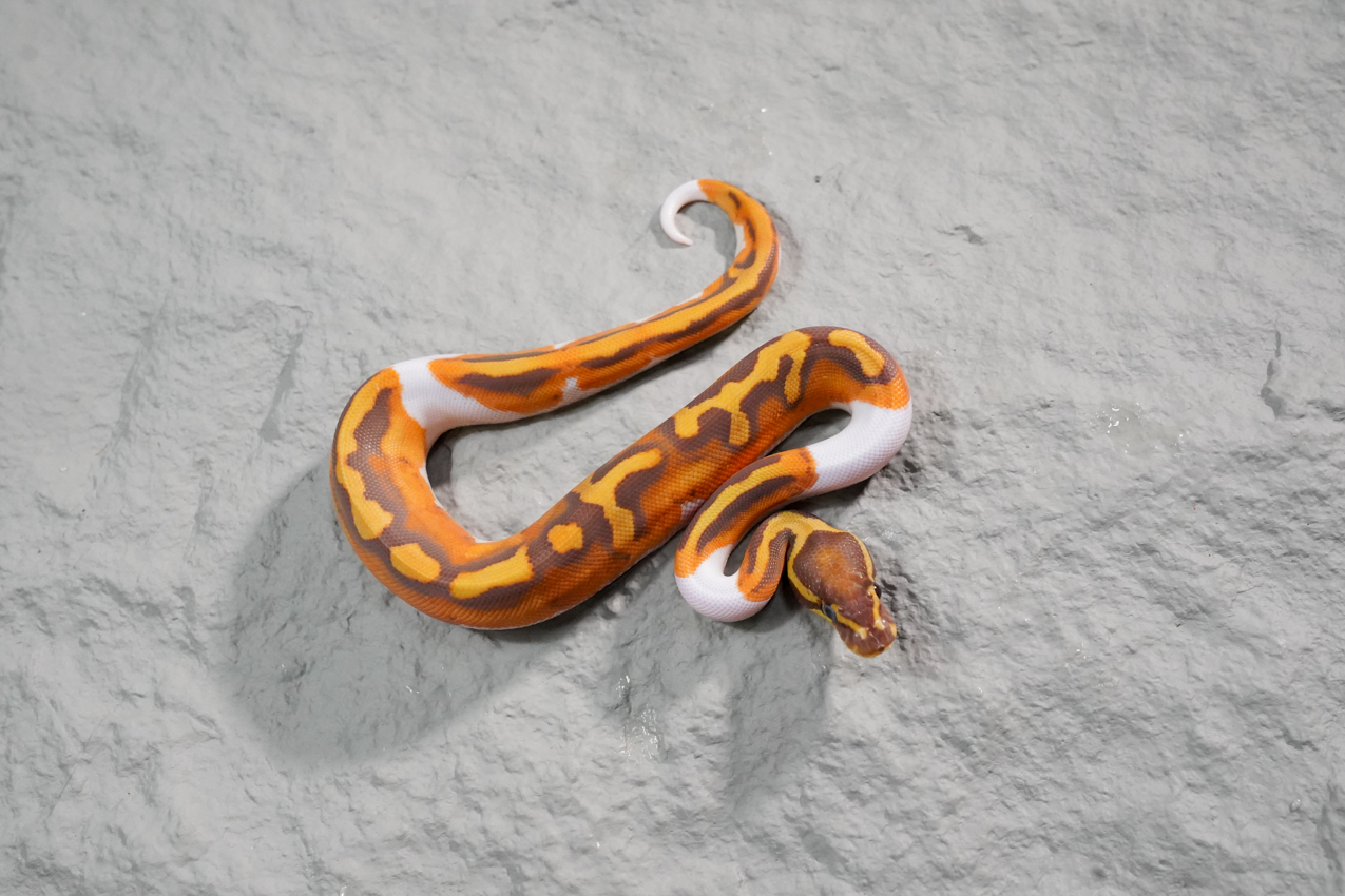 Ultramel Pied – REALITY BALL PYTHON