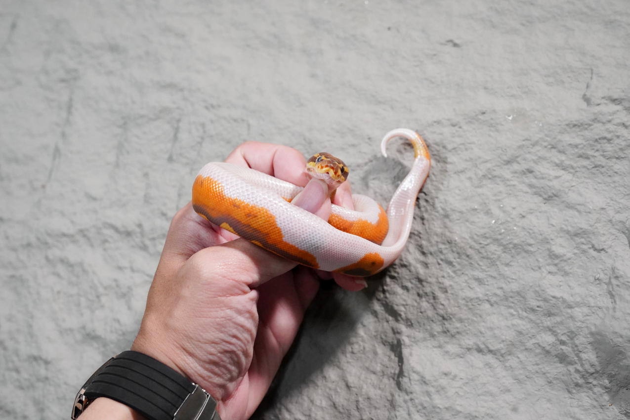 Ultramel Pied – REALITY BALL PYTHON