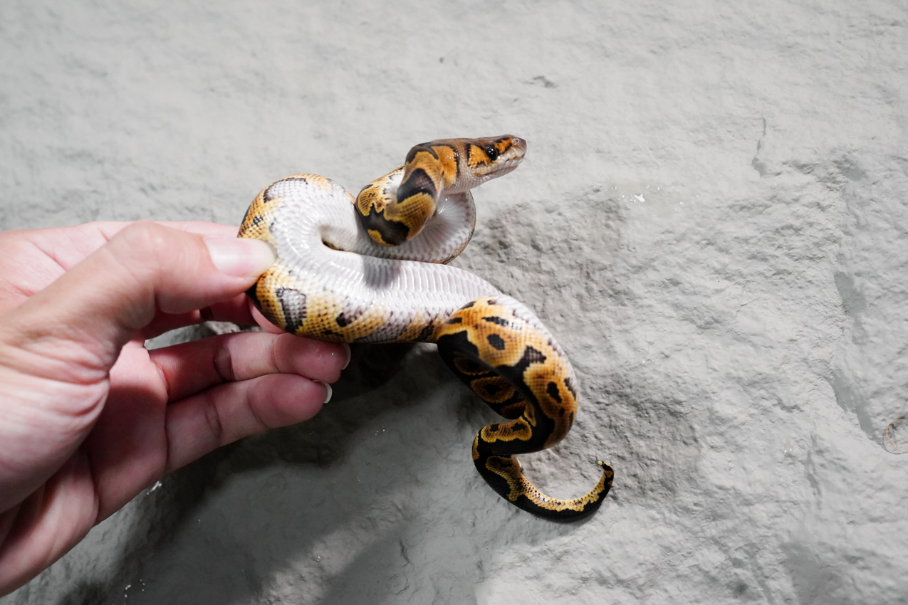 GHI Het Red Axanthic Clown 100% Het Hypo – REALITY BALL PYTHON