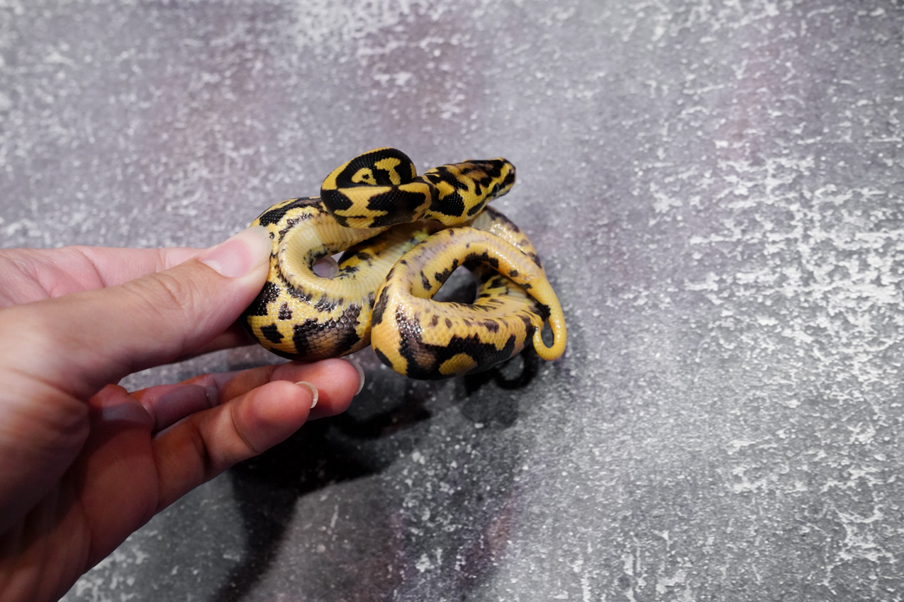 Confusion Enchi YB Pastel 100% Het Desert Ghost 50% Het Cryptic ...