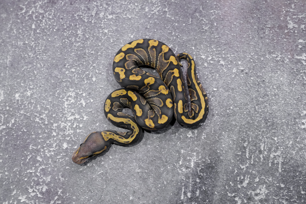 King Kong NR Mandarin GHI Hypo 100% Het Clown – REALITY BALL PYTHON