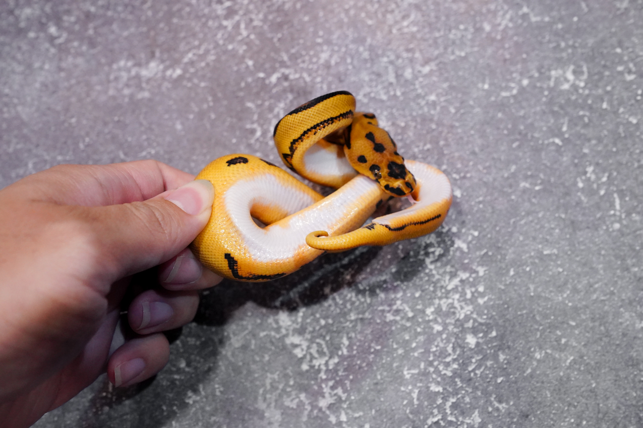 OD Leopard YB Clown 100% Het Pied (HI) – REALITY BALL PYTHON
