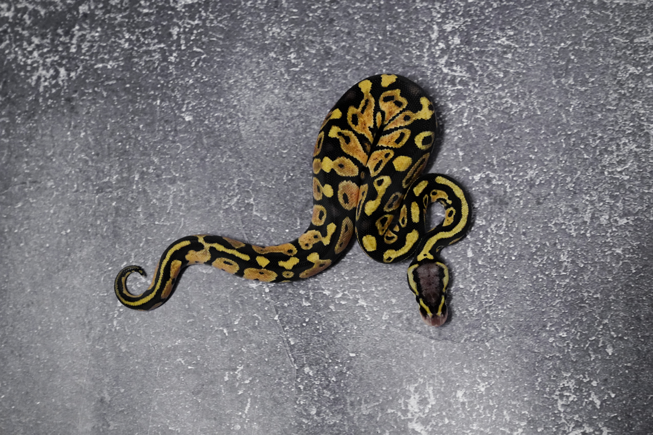 Spotnose Pastel 100% DH Desert Ghost Clown / Cryptic – REALITY BALL PYTHON
