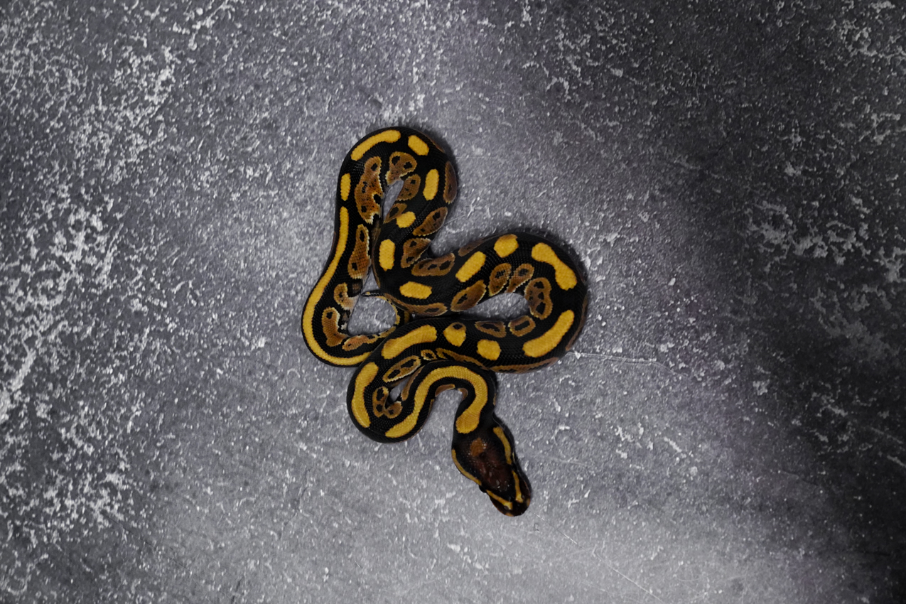 Crypton 100% Het Desert Ghost – REALITY BALL PYTHON