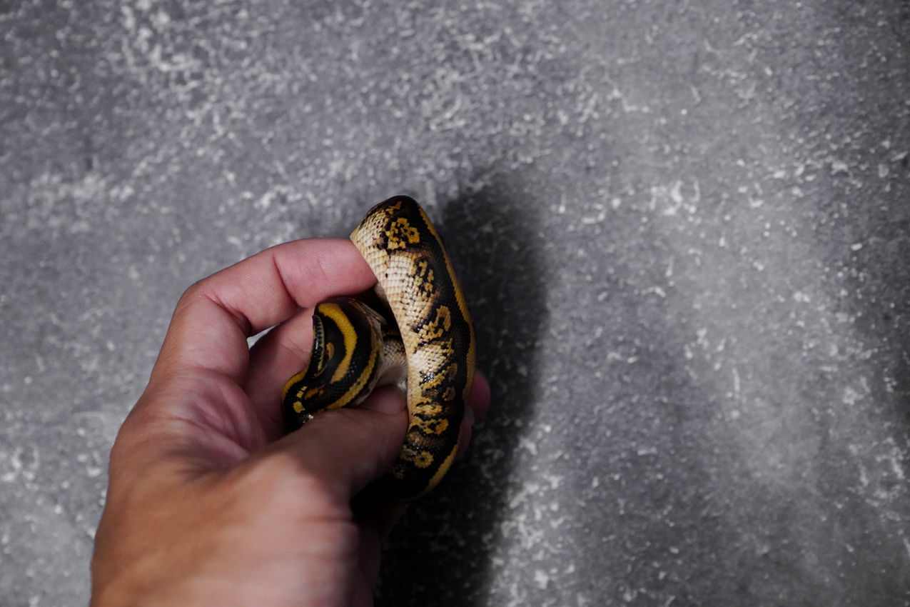 Stranger Hurricane Spotnose Crypton 100% Het Desert Ghost – REALITY BALL PYTHON