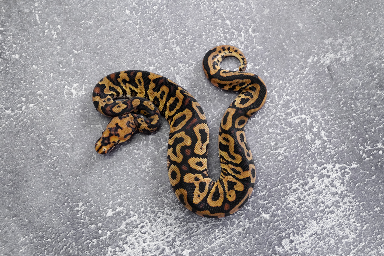 Orbit Spotnose Clown – REALITY BALL PYTHON