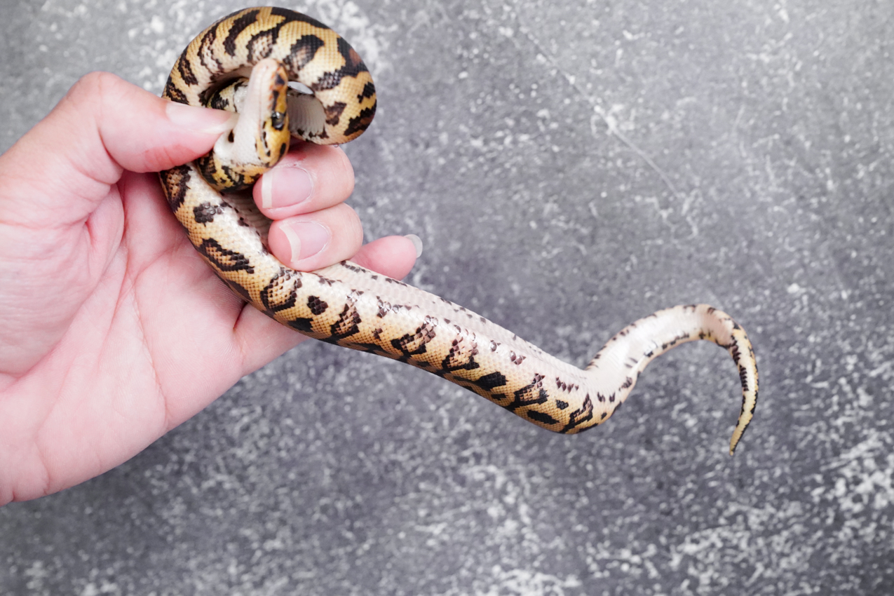 Orbit Spotnose Clown – REALITY BALL PYTHON