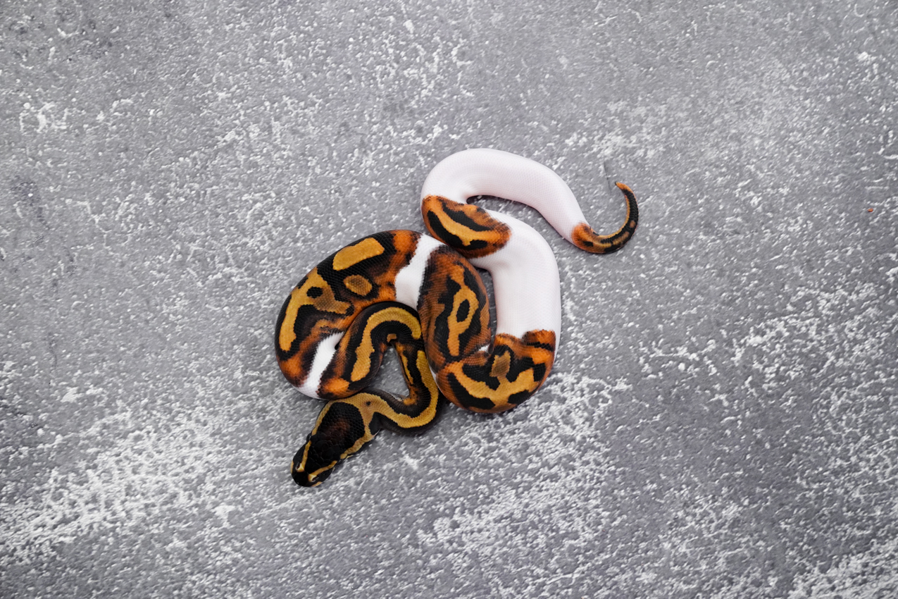 Genex Pied – REALITY BALL PYTHON