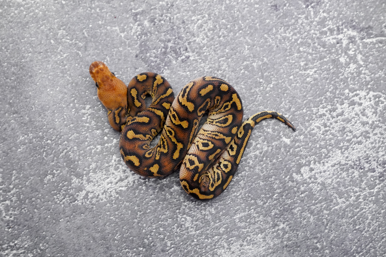 Cypress Hurricane YB Clown – REALITY BALL PYTHON
