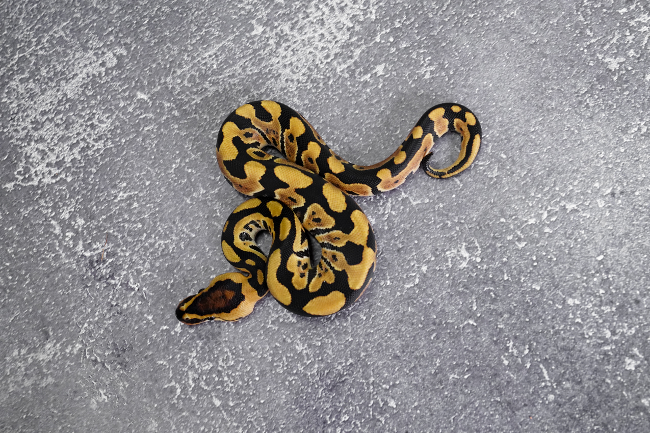 Crypton Poss YB – REALITY BALL PYTHON