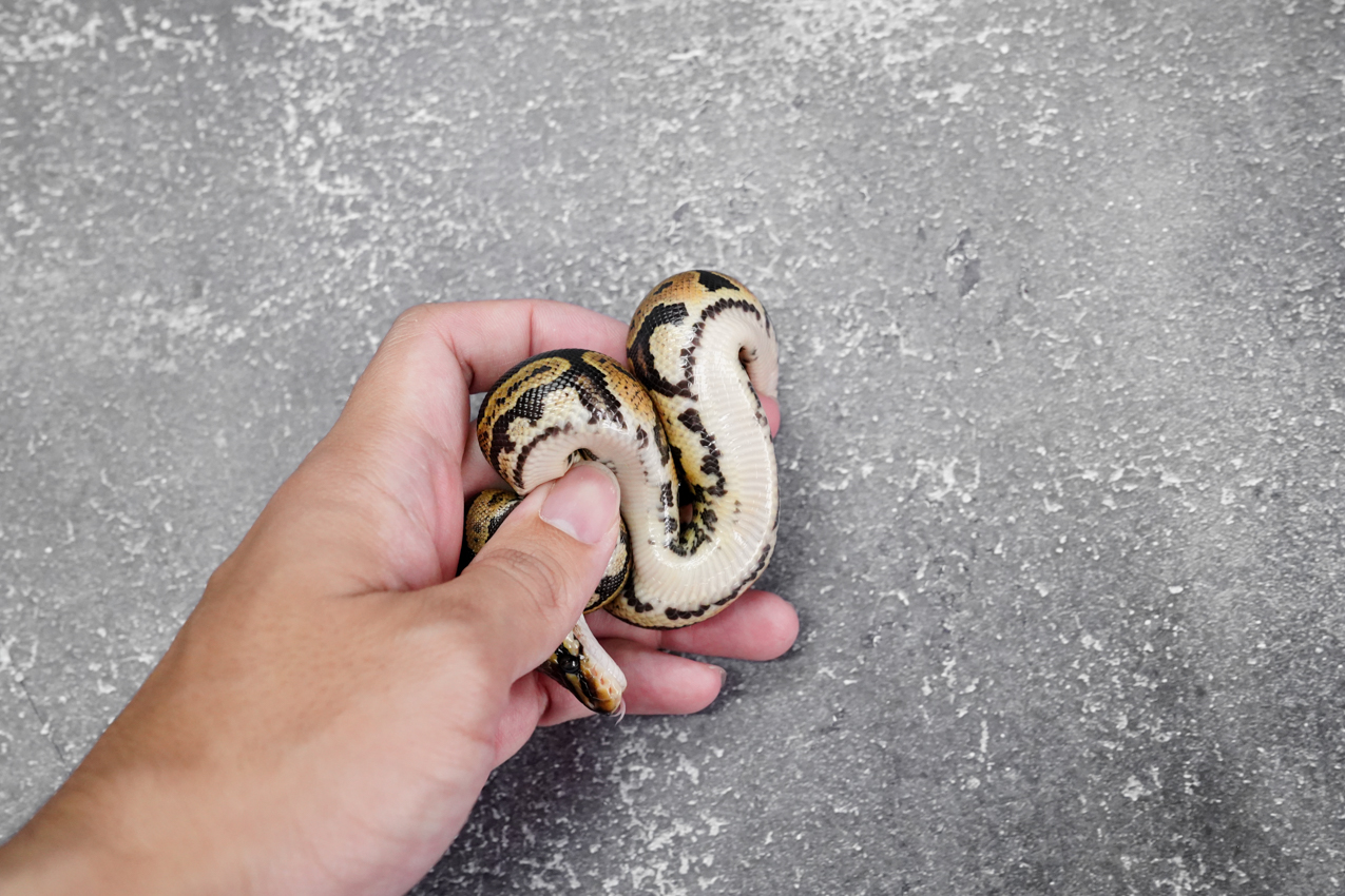 Sable Spotnose 100% Het Ultramel – REALITY BALL PYTHON