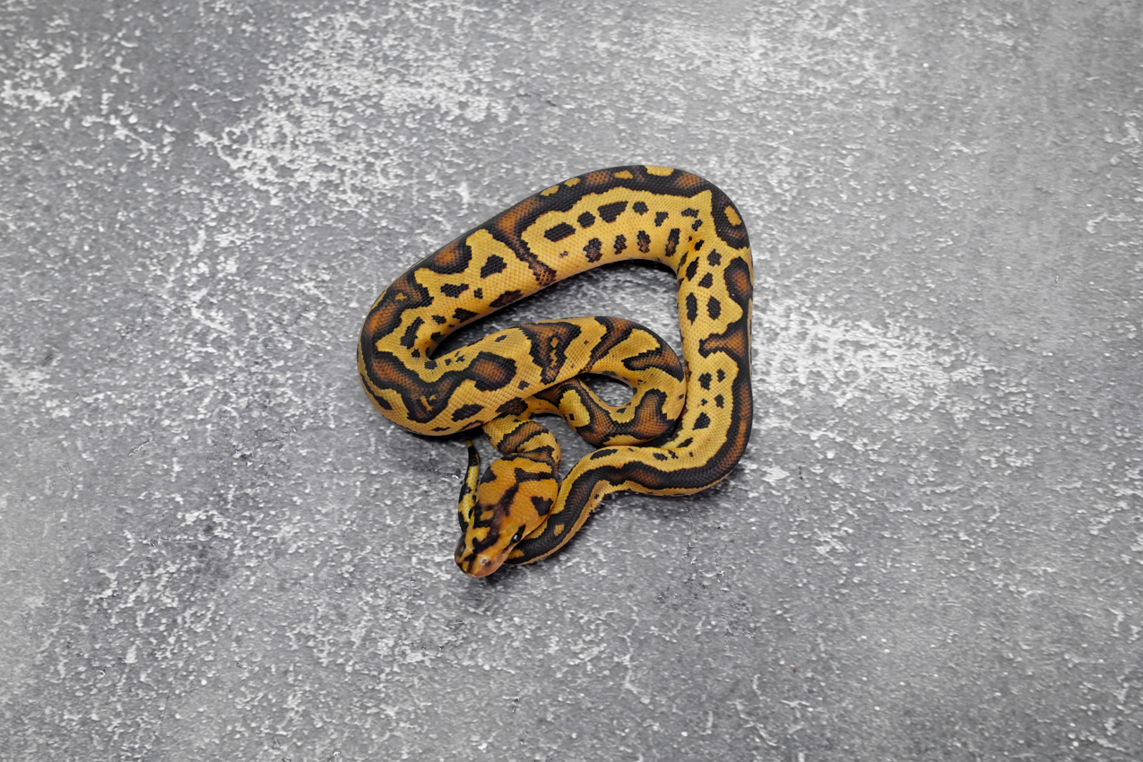 Red Stripe Fire YB Clown – REALITY BALL PYTHON