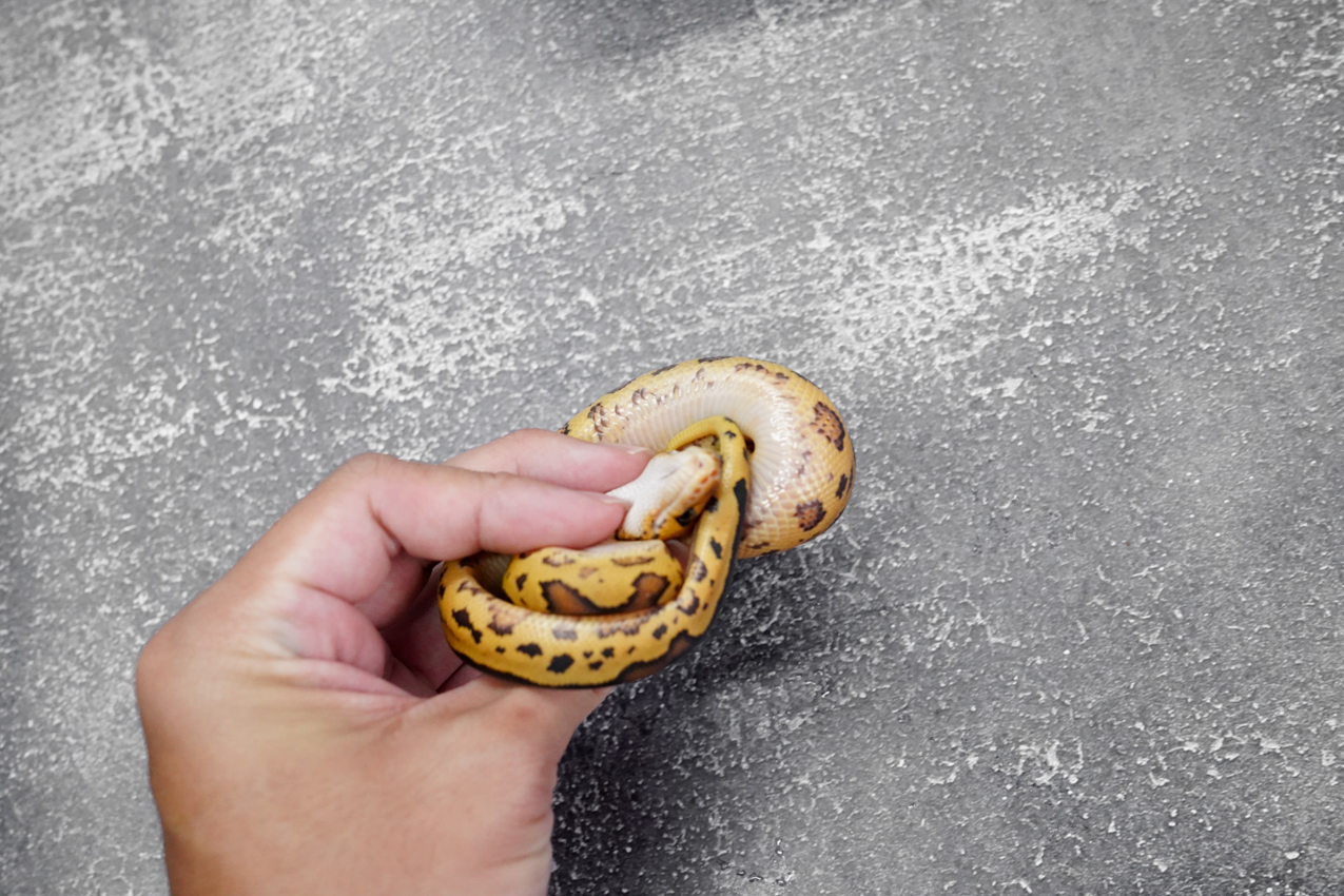 Red Stripe Fire YB Clown – REALITY BALL PYTHON