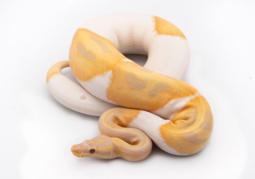 Pre-Order Ball Pythons – REALITY BALL PYTHON