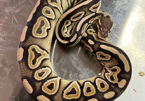 Pre-Order Ball Pythons – REALITY BALL PYTHON