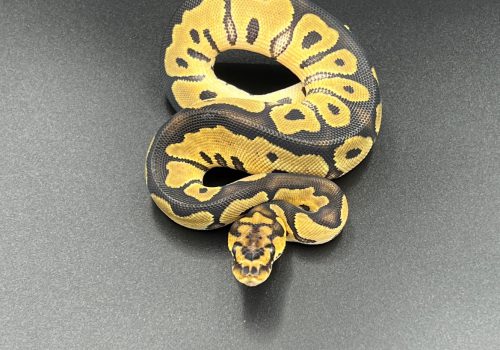 REALITY BALL PYTHON