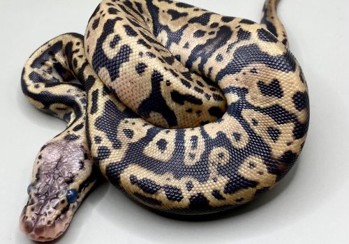 Pre-Order Ball Pythons – REALITY BALL PYTHON