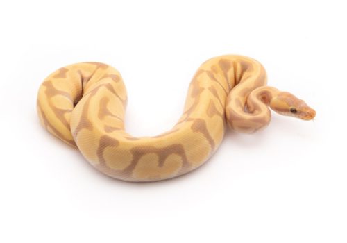 Available – REALITY BALL PYTHON