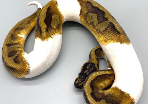 REALITY BALL PYTHON