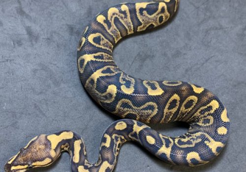 REALITY BALL PYTHON