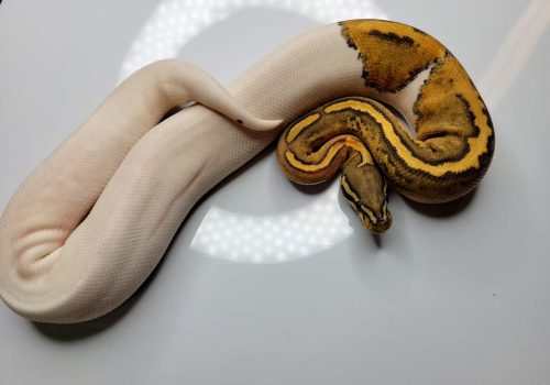 Available – REALITY BALL PYTHON
