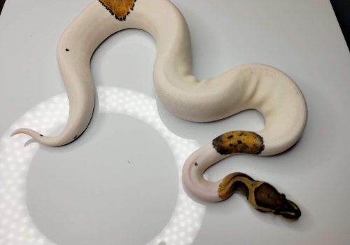 Available – REALITY BALL PYTHON