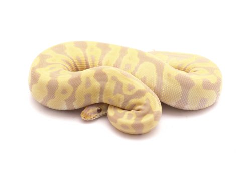 REALITY BALL PYTHON