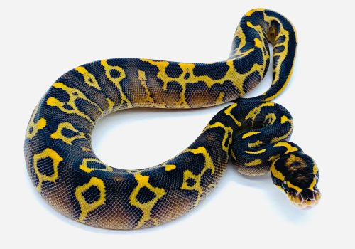 REALITY BALL PYTHON