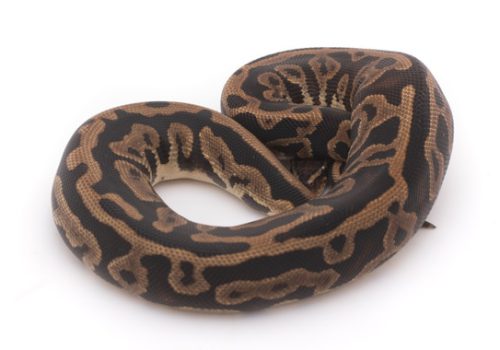 Available – REALITY BALL PYTHON