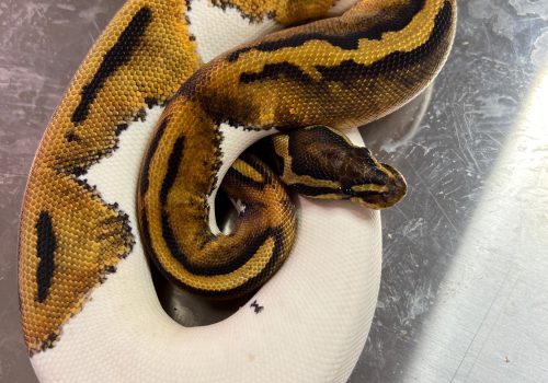 REALITY BALL PYTHON