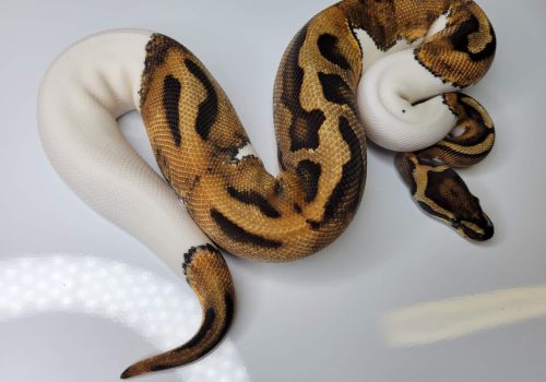 REALITY BALL PYTHON