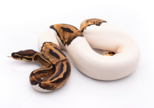 REALITY BALL PYTHON