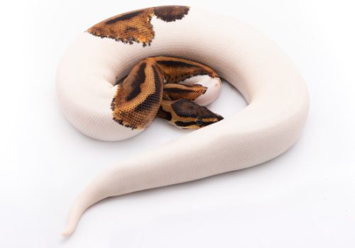 Available – REALITY BALL PYTHON
